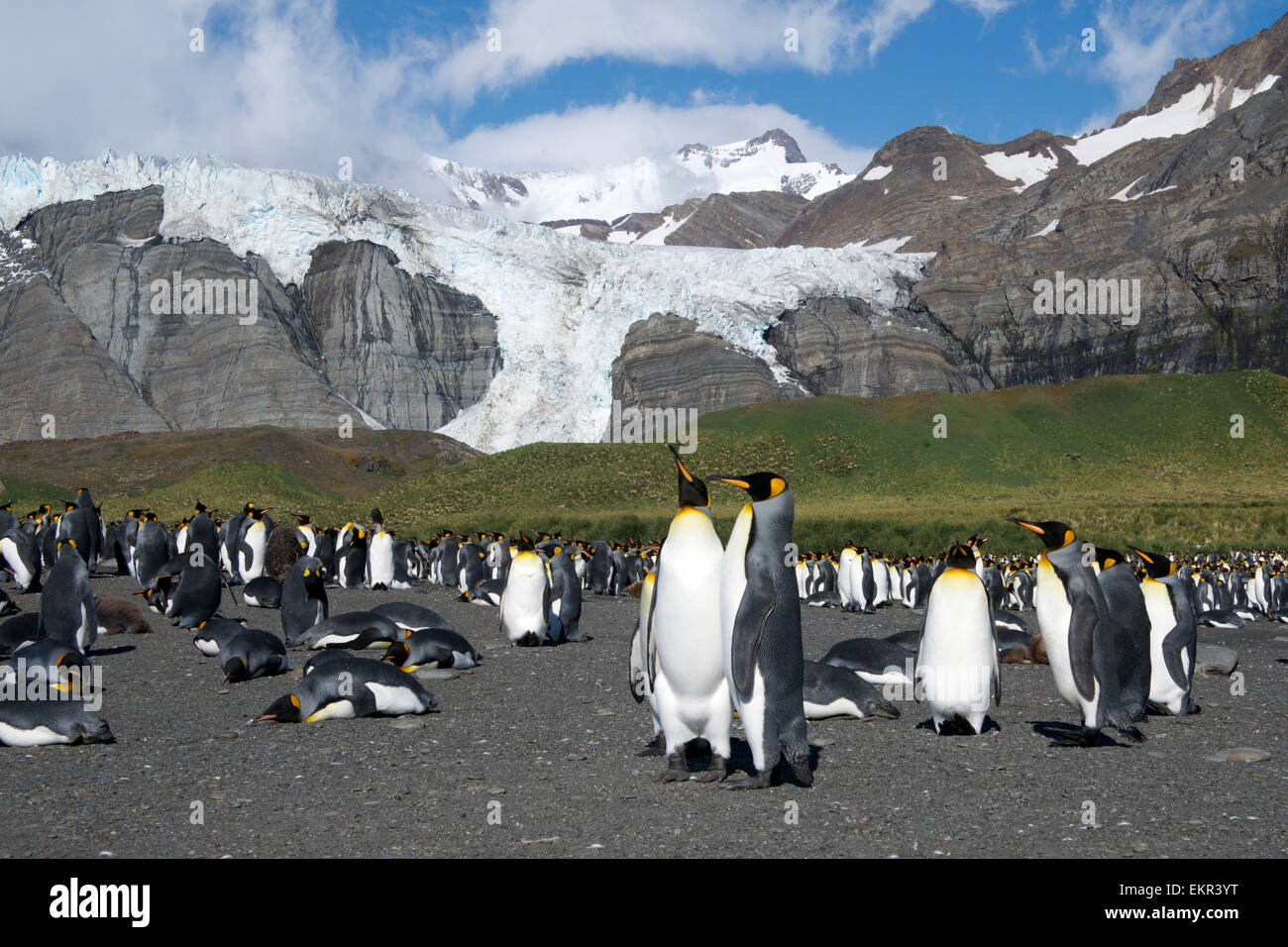 King Penguin colony and glacier Gold Harbour South Georgia Stock Photo ...