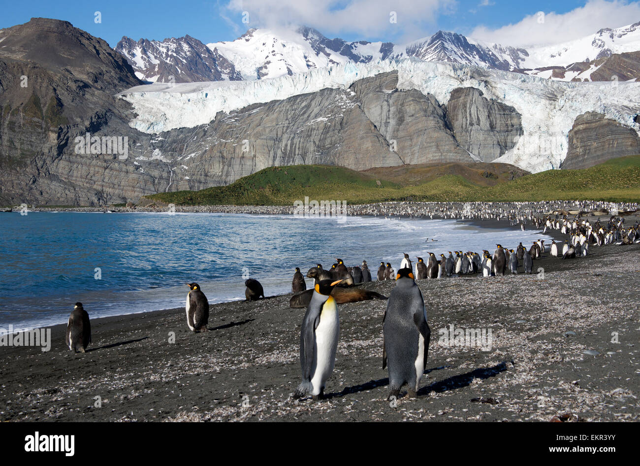 King Penguin colony and snowcapped mountains Gold Harbour South Georgia ...