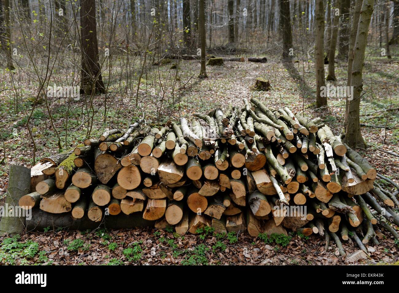 Lumbering in the forest, Germany, near the city of Pöhlde, 11. April ...