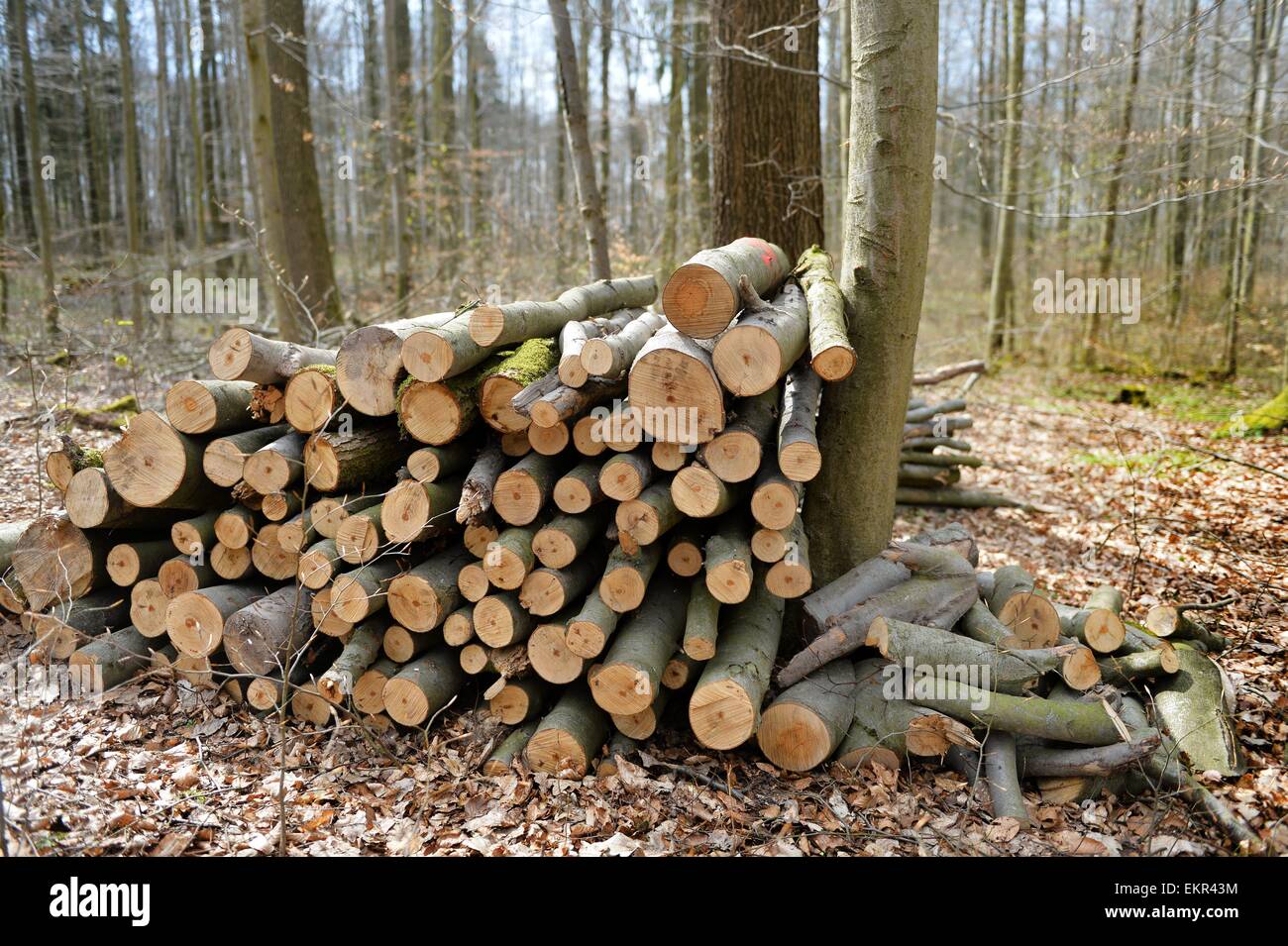 Lumbering in the forest, Germany, near the city of Pöhlde, 11. April ...