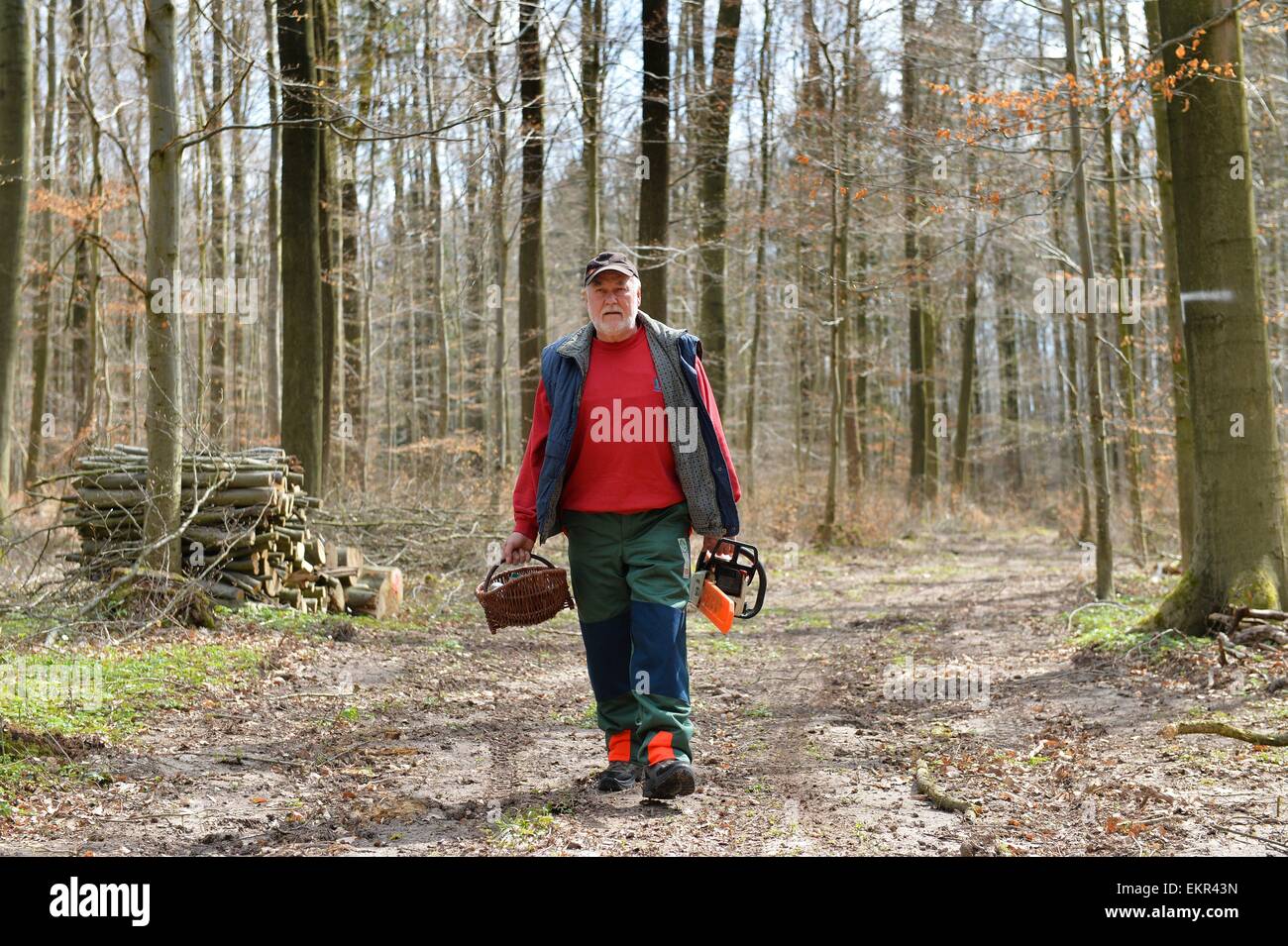 Lumbering in the forest, Germany, near the city of Pöhlde, 11. April ...