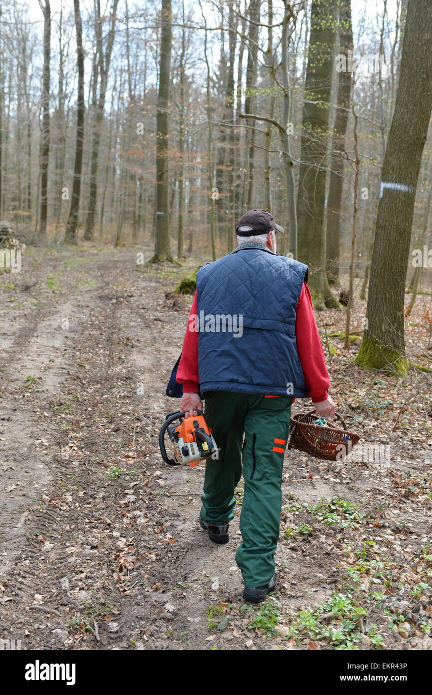 Lumbering in the forest, Germany, near the city of Pöhlde, 11. April ...