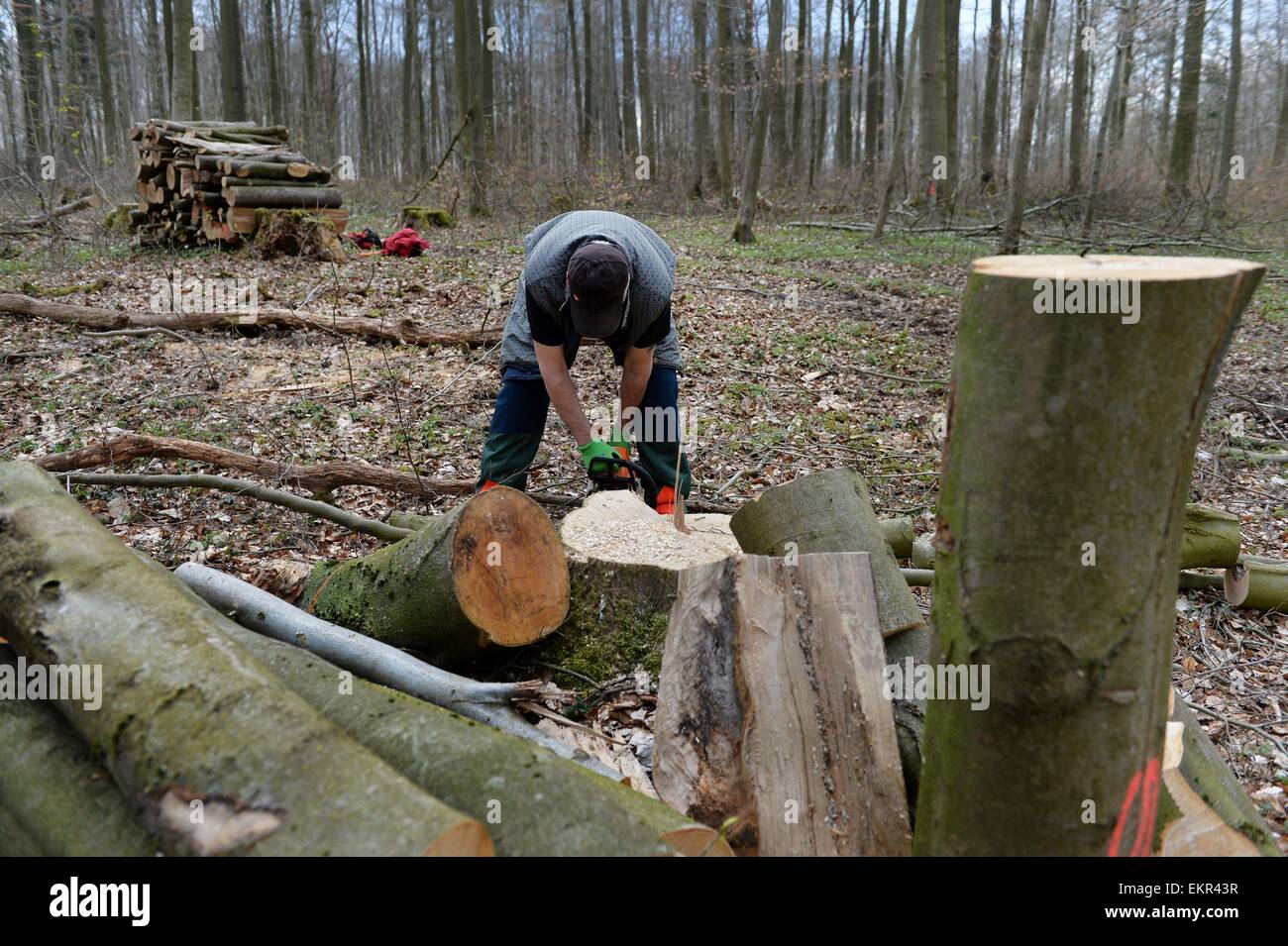 Lumbering in the forest, Germany, near the city of Pöhlde, 11. April ...