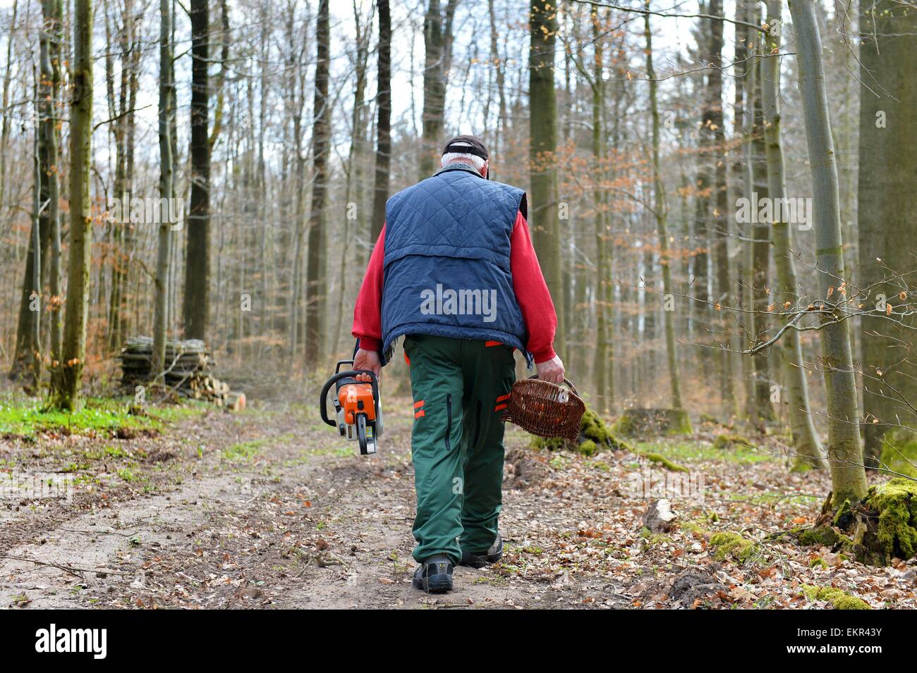 Lumbering in the forest, Germany, near the city of Pöhlde, 11. April ...