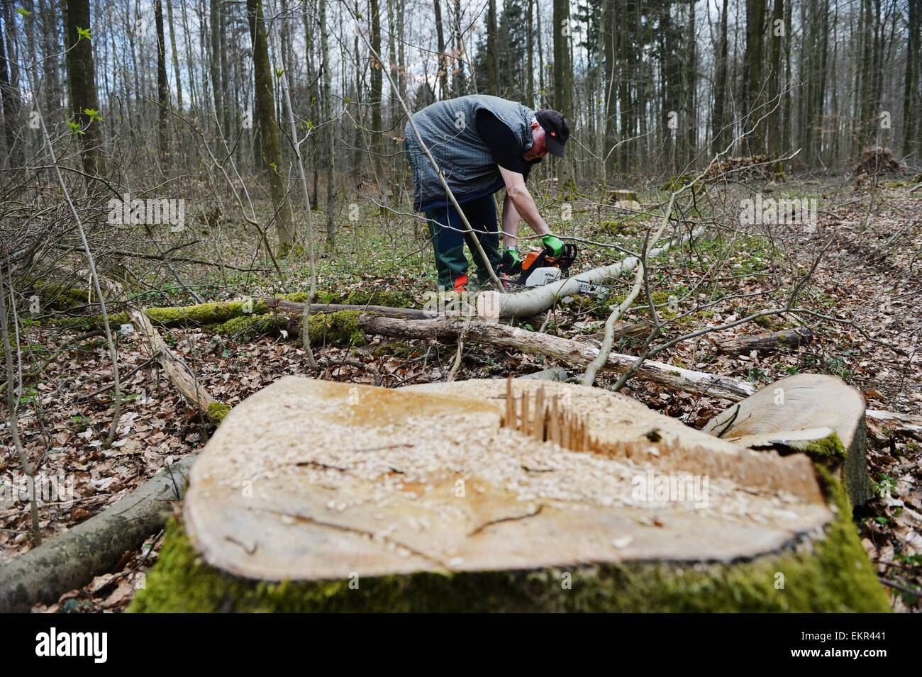 Lumbering in the forest, Germany, near the city of Pöhlde, 11. April ...