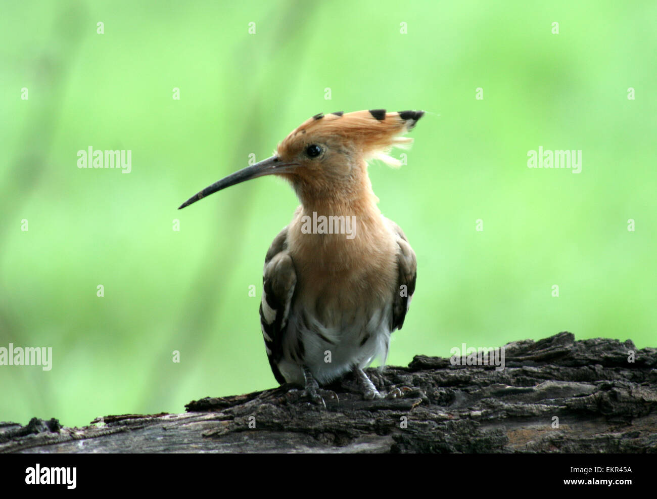 Common hoopoe hi-res stock photography and images - Alamy