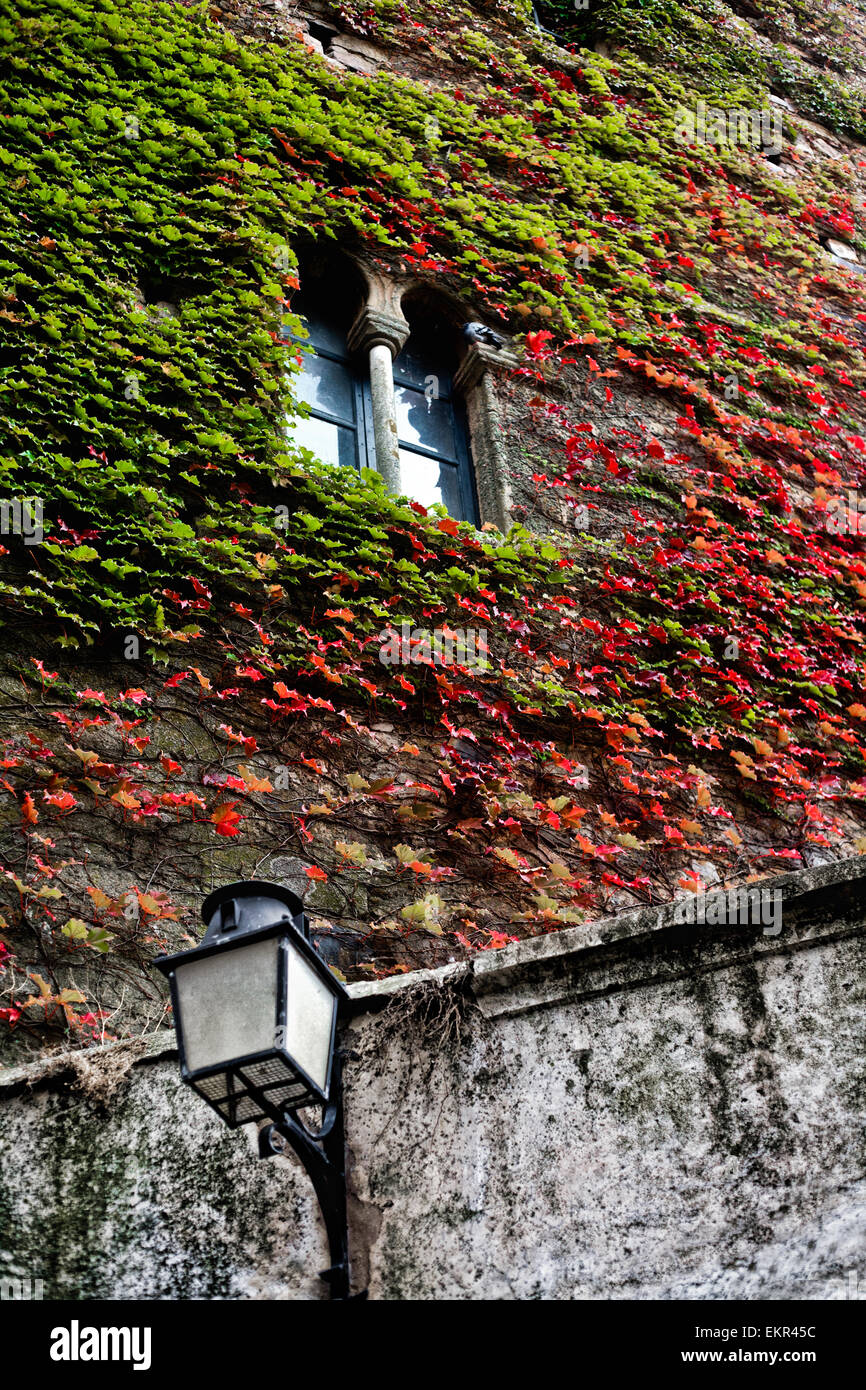 Medieval Window in old house hidden in green and red ivy, Caceres ...