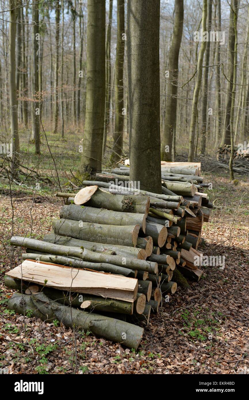 Lumbering in the forest, Germany, near the city of Pöhlde, 11. April ...