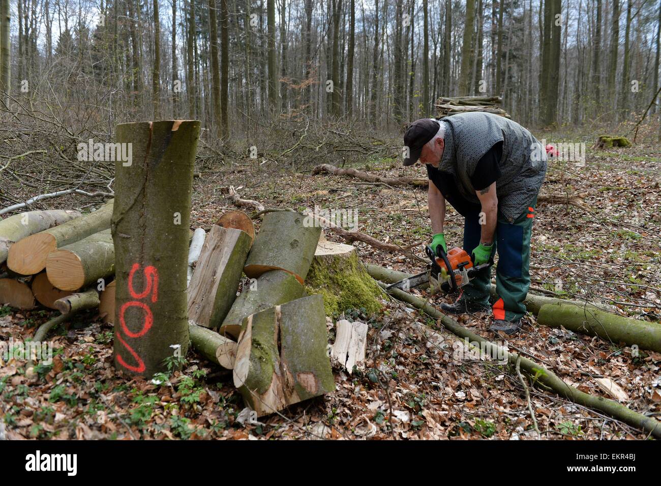 Lumbering in the forest, Germany, near the city of Pöhlde, 11. April ...