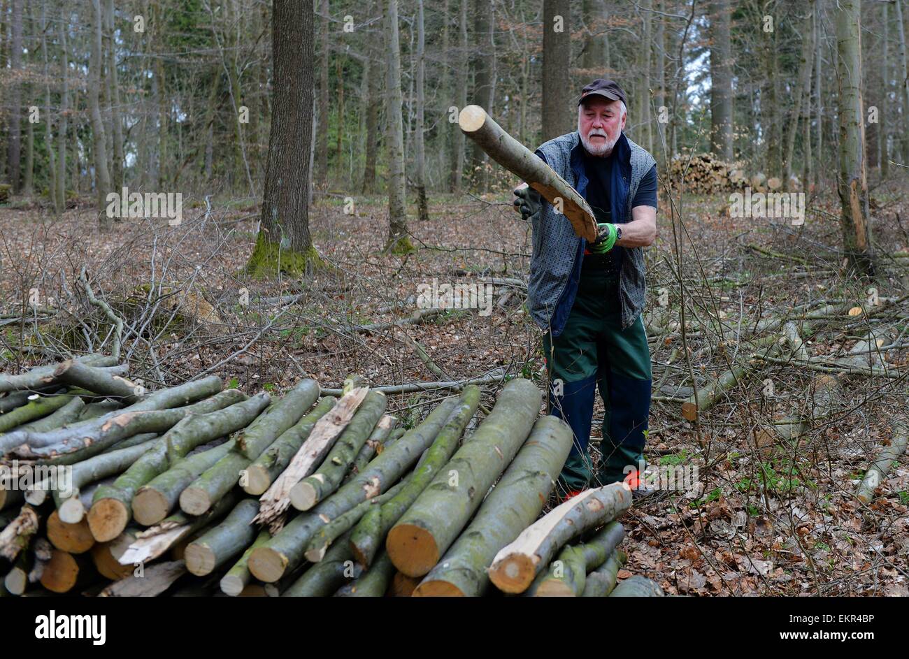 Lumbering in the forest, Germany, near the city of Pöhlde, 11. April ...