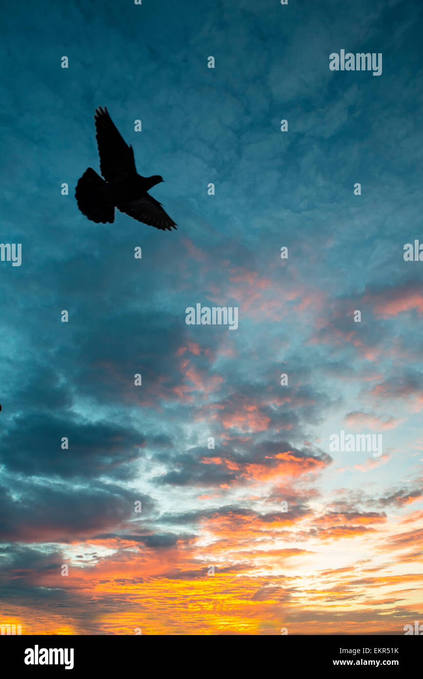 a dove flying in the sunset sky Stock Photo - Alamy
