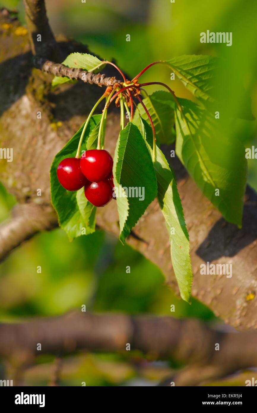 Cherry red hi-res stock photography and images - Alamy