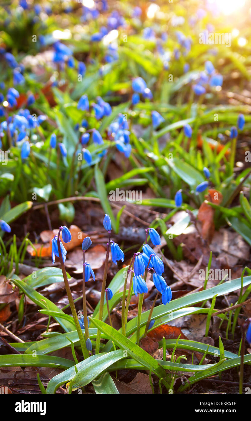 Sunlight scilla siberica hi-res stock photography and images - Alamy