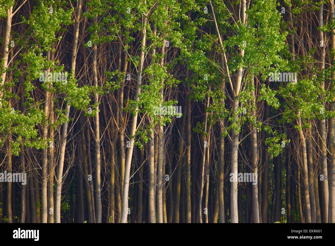 Tree forest woods landscape nature hi-res stock photography and images ...