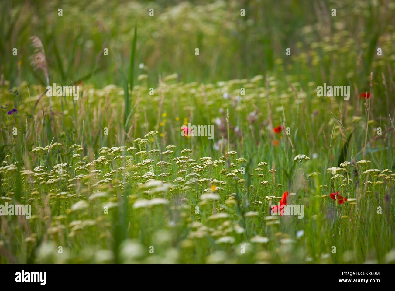 Weed greenery hi-res stock photography and images - Alamy