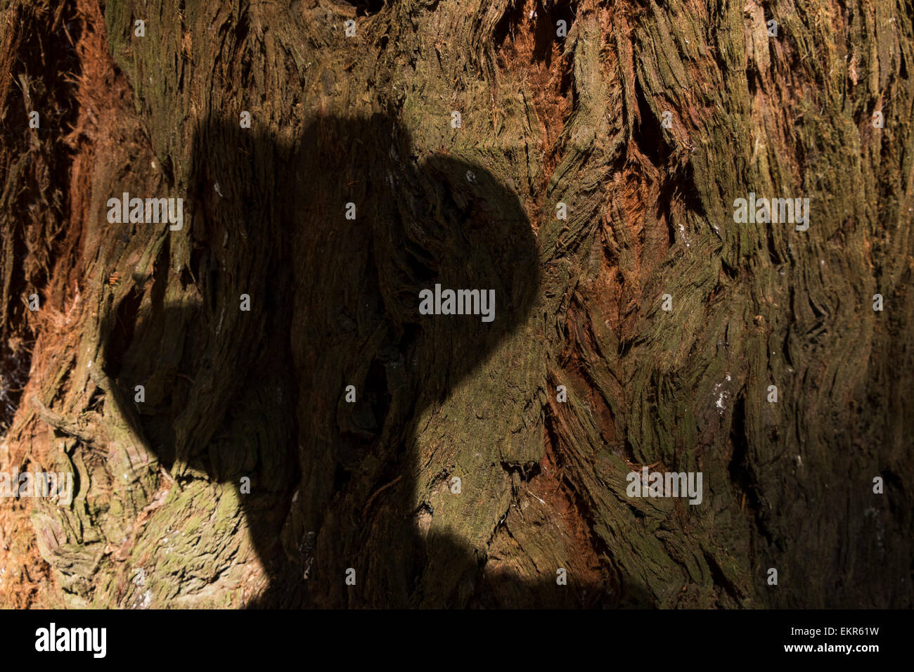 Close up of shadow on redwood tree bark, the photographers head and hat ...
