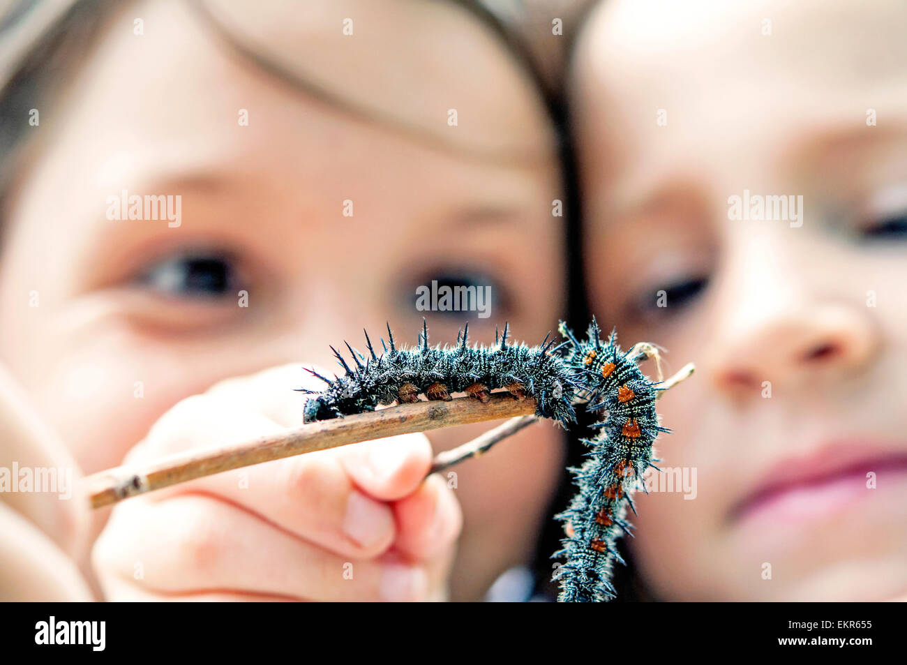Spiny caterpillar hi-res stock photography and images - Alamy