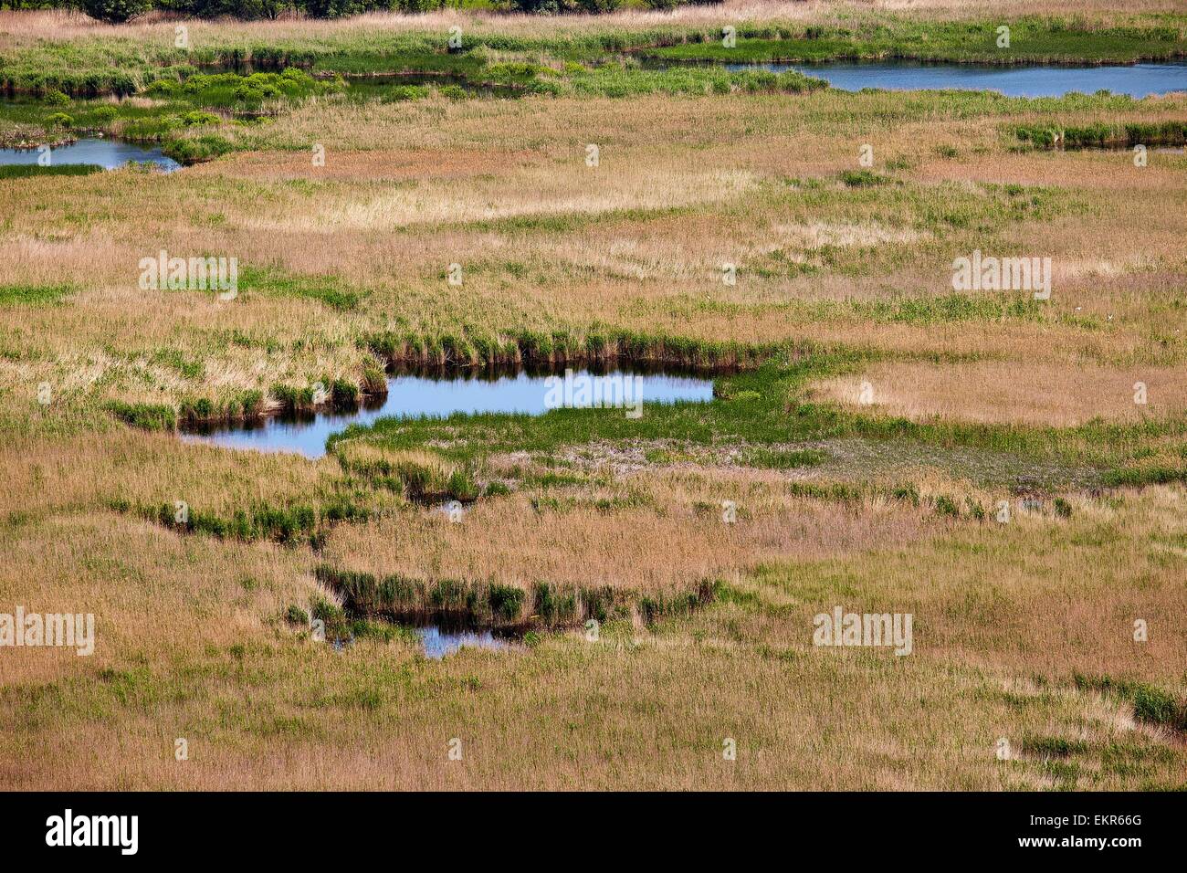 Swamp surface hi-res stock photography and images - Alamy