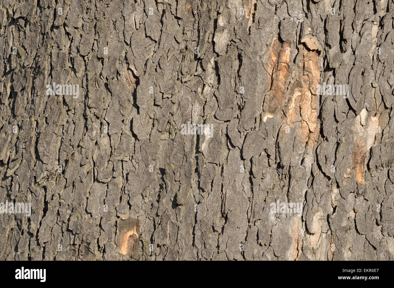 Tree trunk surface background surface and structure Stock Photo - Alamy
