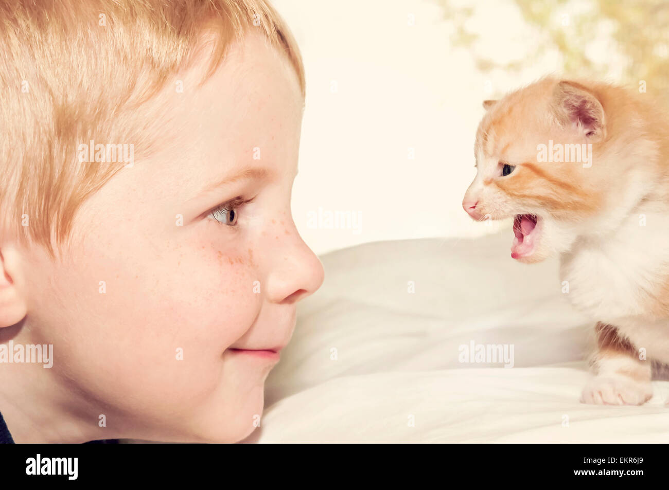Face of kitten hi-res stock photography and images - Alamy