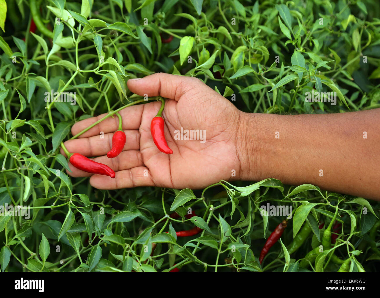 Hand holding some red chili peppers in vegetable garden Stock Photo - Alamy