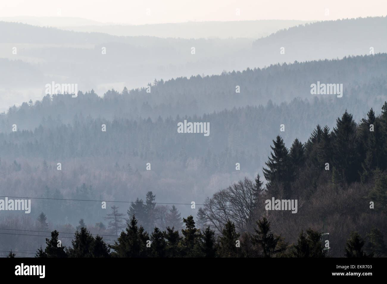 Forest in morning fog Stock Photo - Alamy