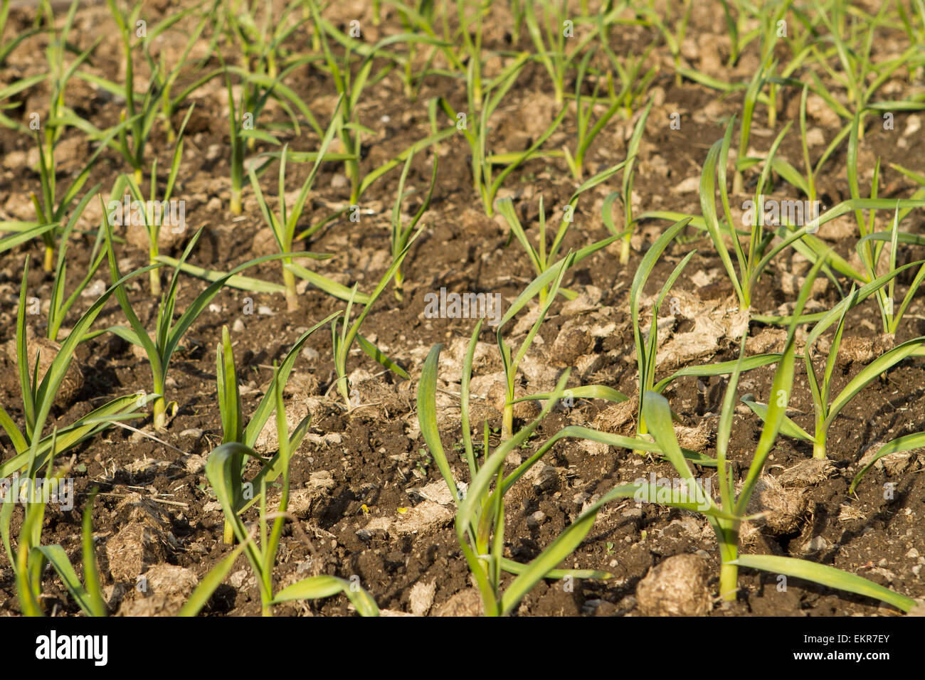 Onion sprouts in early spring at garden Stock Photo - Alamy
