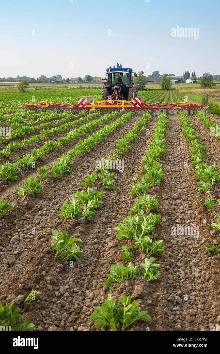 Tractor pulling spring tine weed harrow / spring tine grass harrow on ...