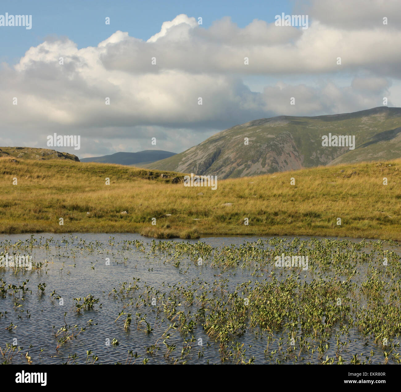 Tarns on Steel Fell, Helvellyn view midsummer Stock Photo - Alamy