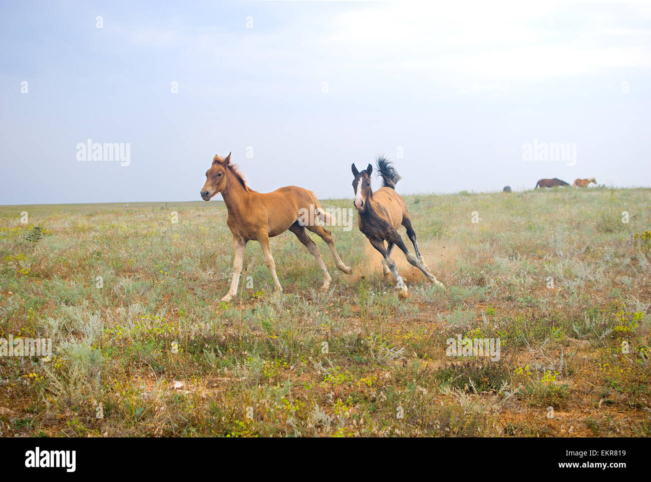 Beautiful horses in the field, two foals playing and running in the ...