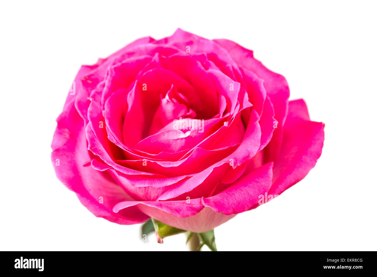 Beautiful Pink Rose isolated on white background Stock Photo - Alamy