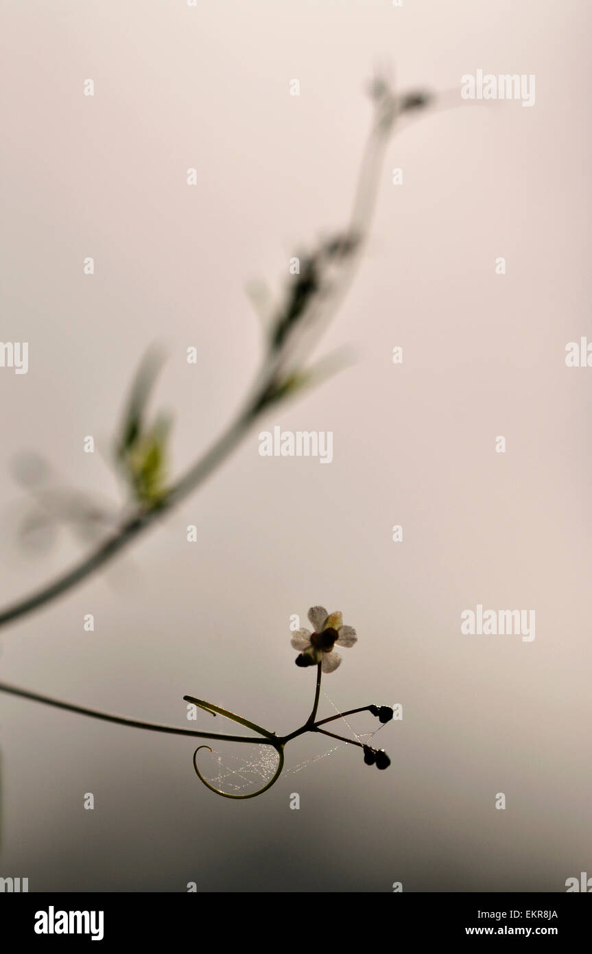 Natural art hi-res stock photography and images - Alamy