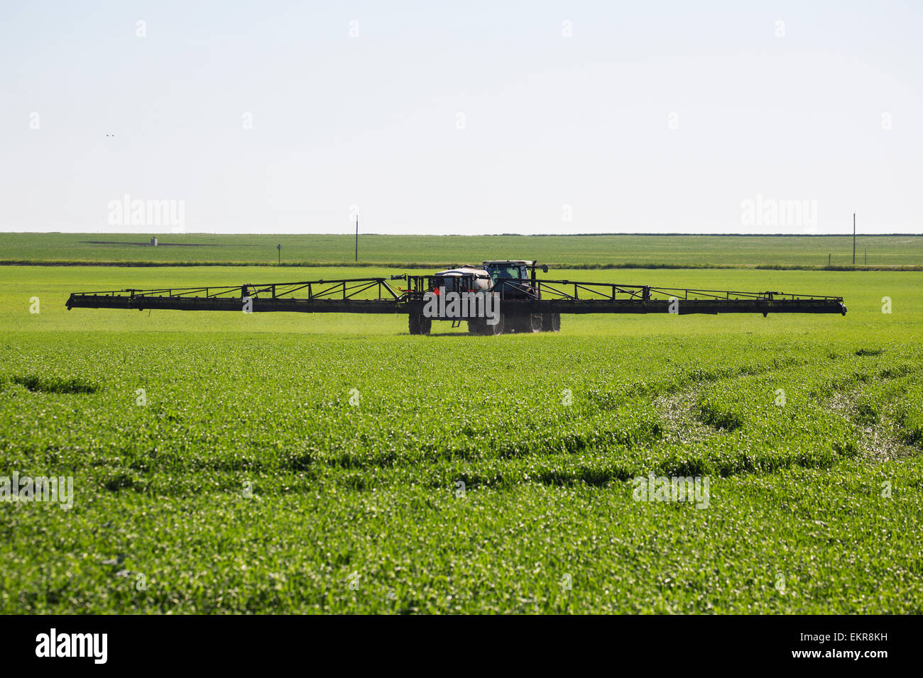 Crop sprayer in green grain crop spraying field; Alberta, Canada Stock ...