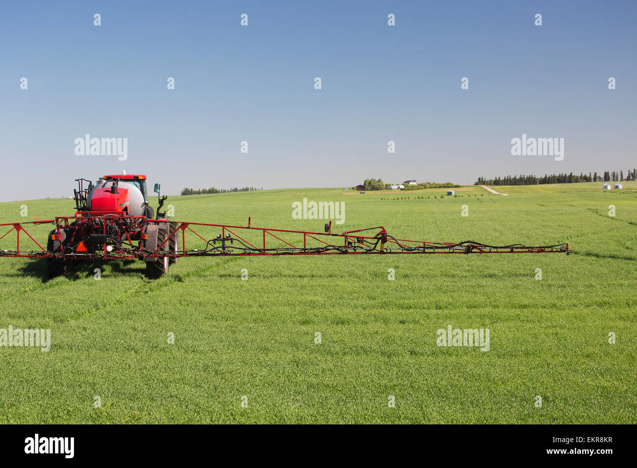 Crop sprayer in green grain crop spraying field with blue sky; Alberta ...