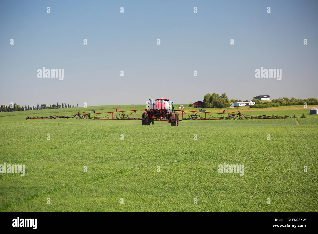Crop sprayer in green grain crop spraying field with blue sky; Alberta ...