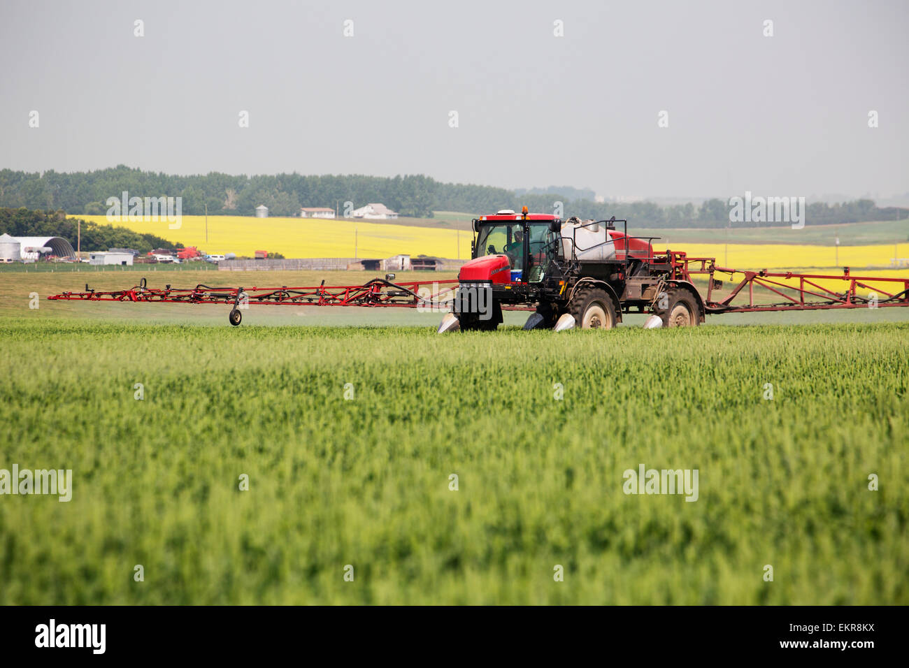 Crop sprayer in green grain crop spraying field with flowering canola ...