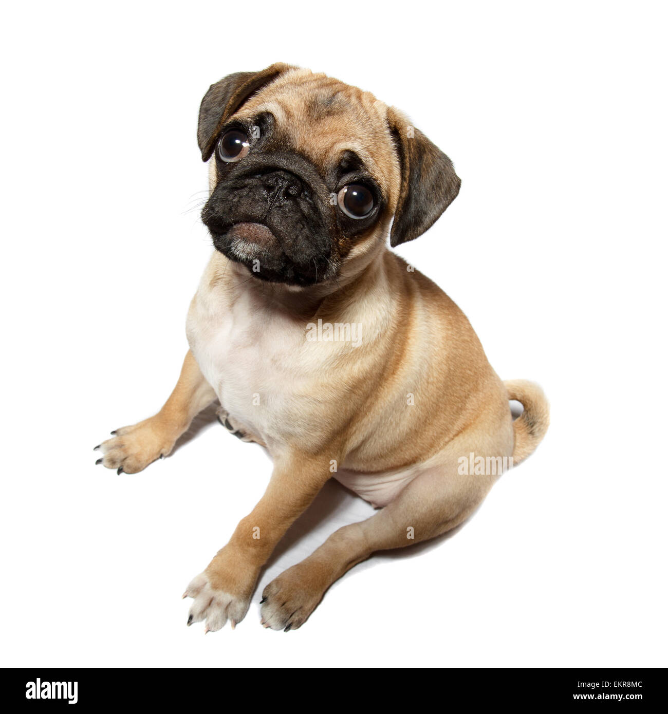 Dog sitting pug hi-res stock photography and images - Alamy