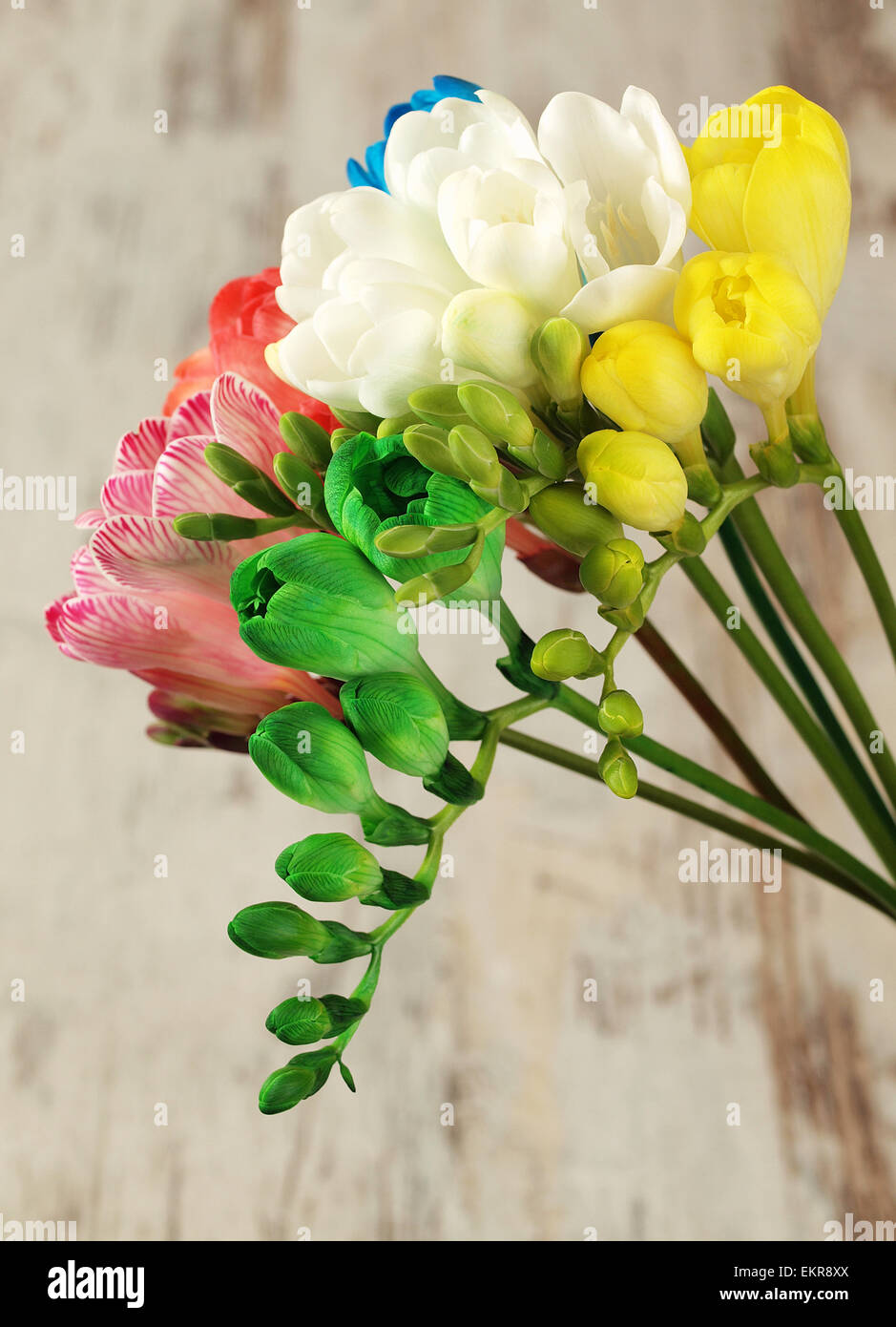 Beautiful bouquet freesia flowers Stock Photo - Alamy