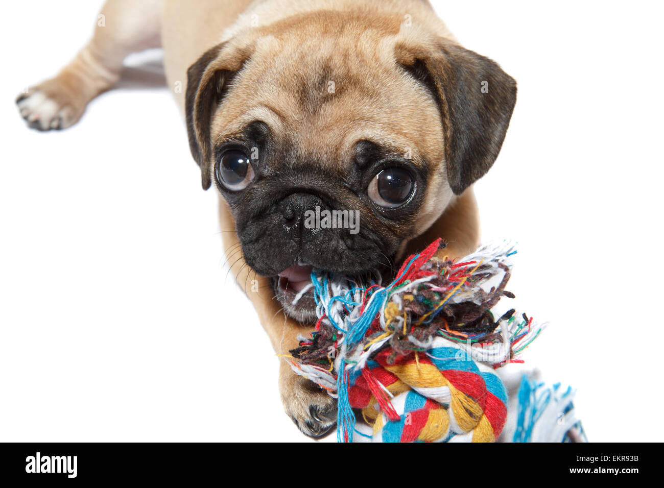 pug dog with a toy Stock Photo - Alamy