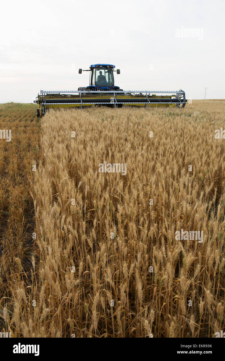 A swather in a wheat field cutting down the field, South of Strathmore ...