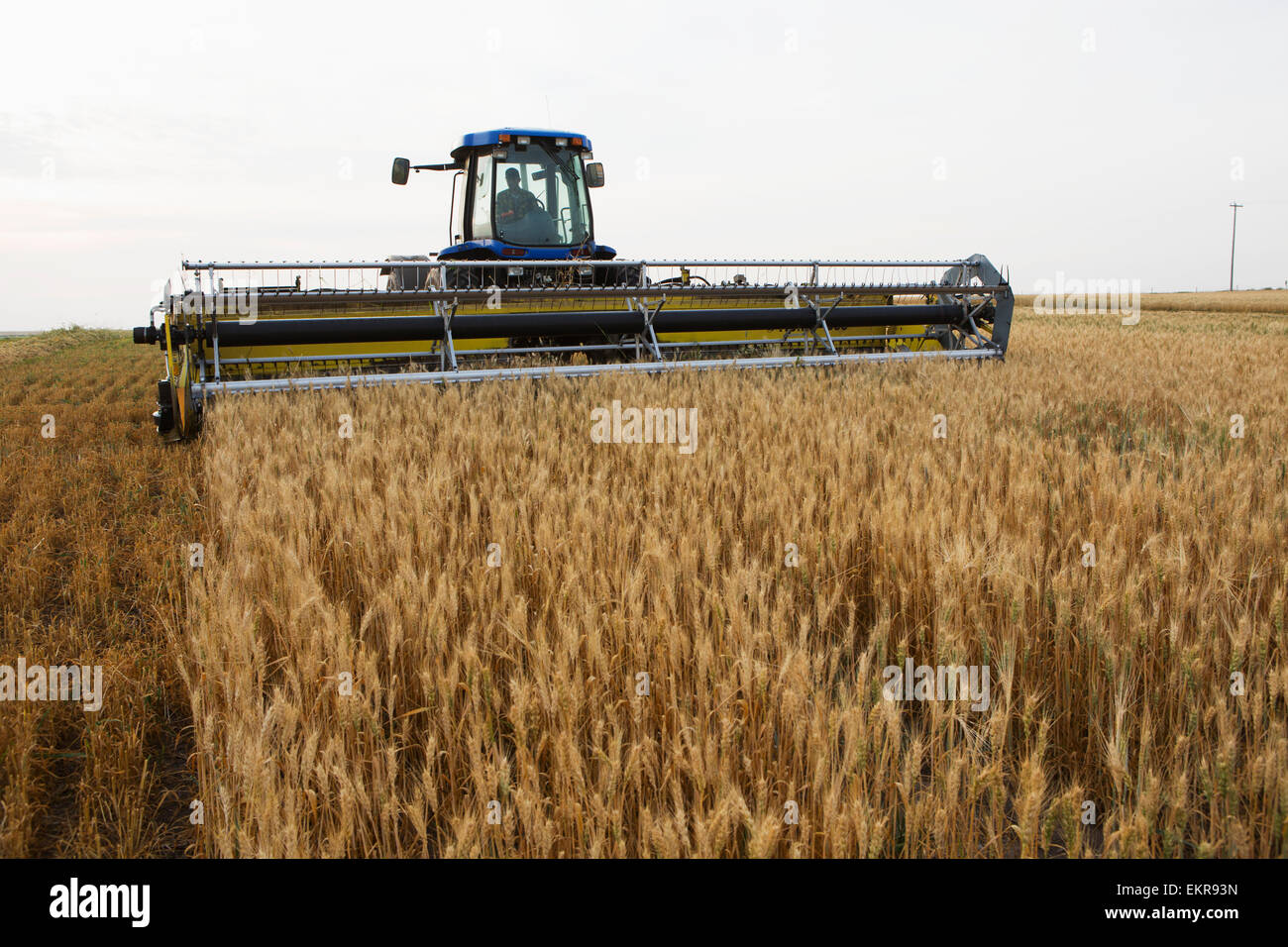 A swather in a wheat field cutting down the field, South of Strathmore ...