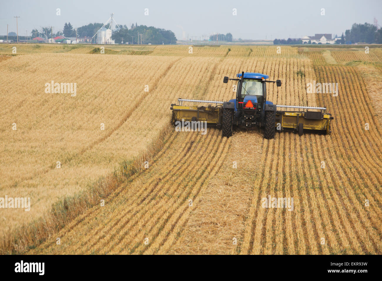 A swather in a wheat field cutting down the field, South of Strathmore ...