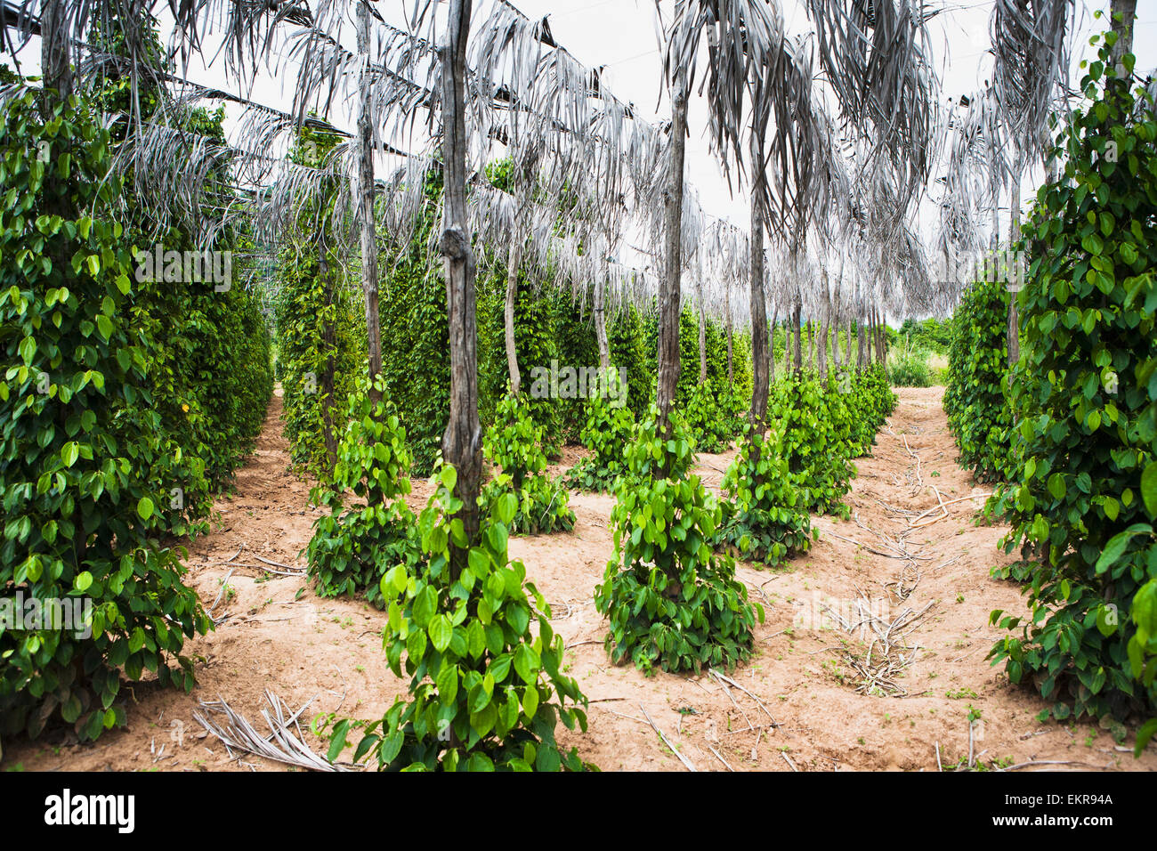 Kampot cambodia pepper plantation hi-res stock photography and images ...