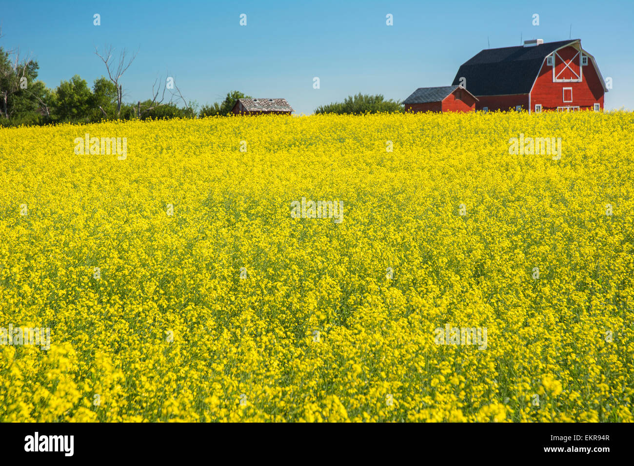 Canola field in full bloom with red farm buildings in the distance ...