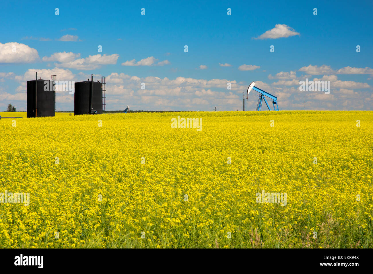 Canola field in full bloom with black storage tanks and blue oil pump ...