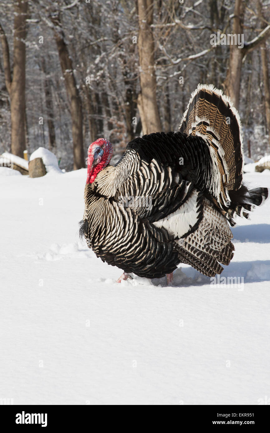 Narragansett turkey hi-res stock photography and images - Alamy
