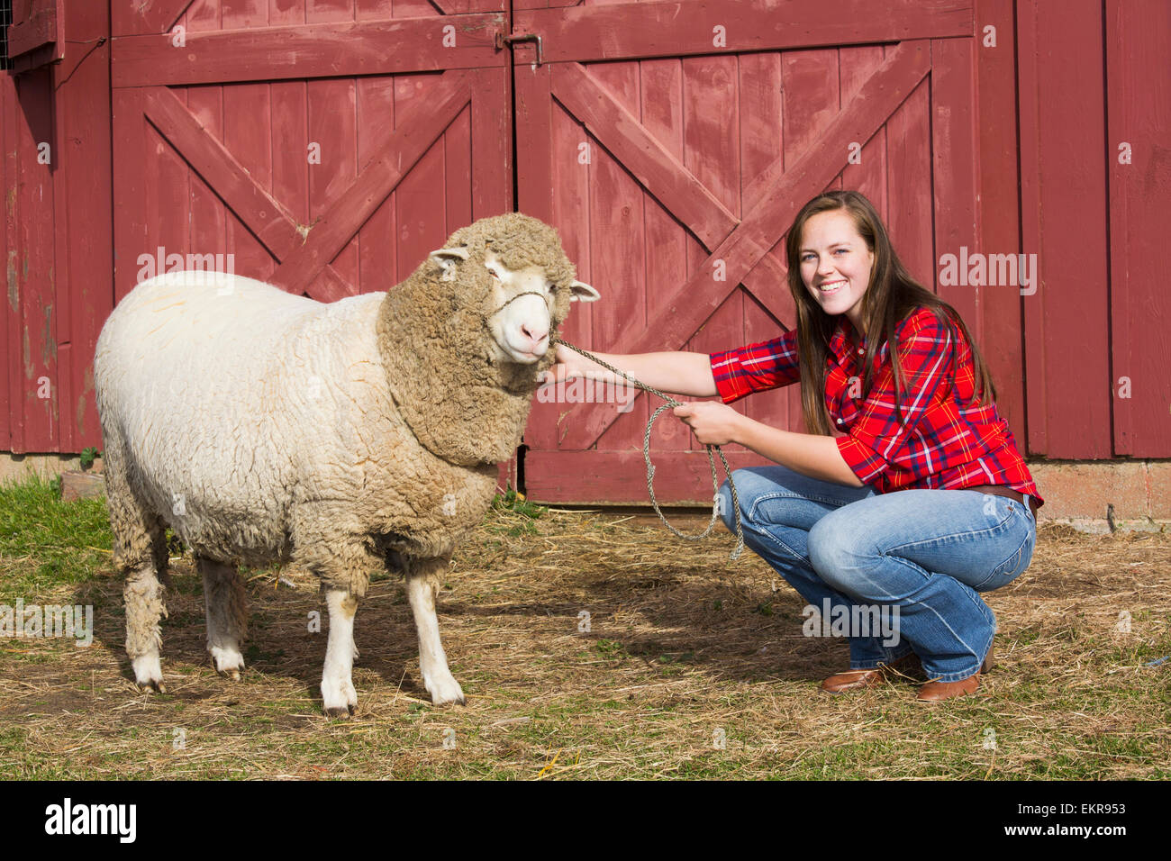 A young woman with Cormo Sheep; Lee, Massachusetts, United States of ...