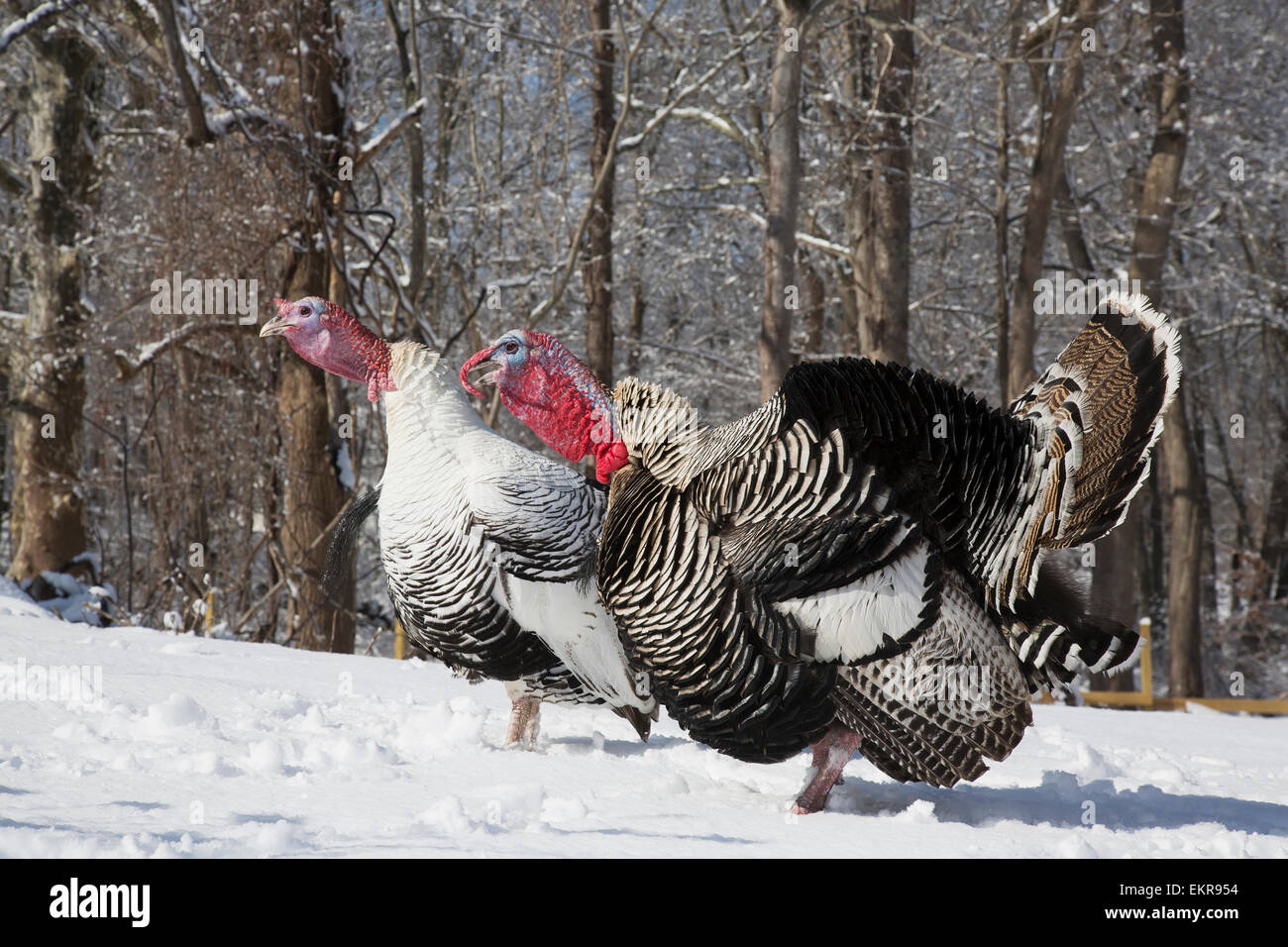 Narragansett turkey hi-res stock photography and images - Alamy
