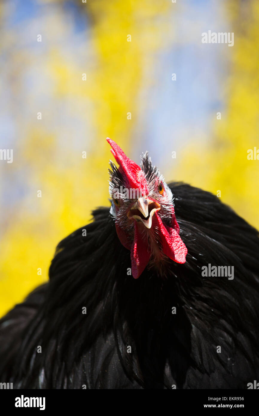 Black Mottled Cochin bantam rooster against background of Forsythia ...
