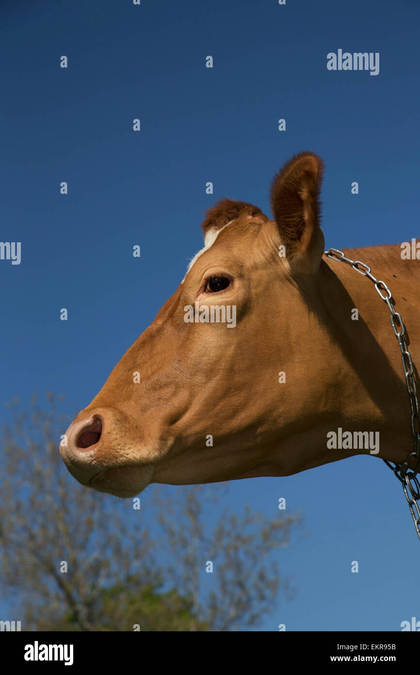 Guernsey cattle usa hi-res stock photography and images - Alamy